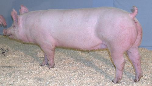 F1 Gilt (Yorkshire x Landrace)